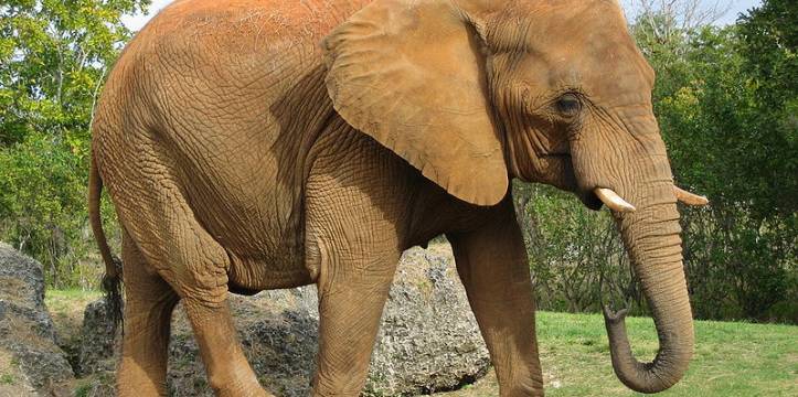 Spaanse oermens at zelfs beenmerg olifant | Archeologie Online